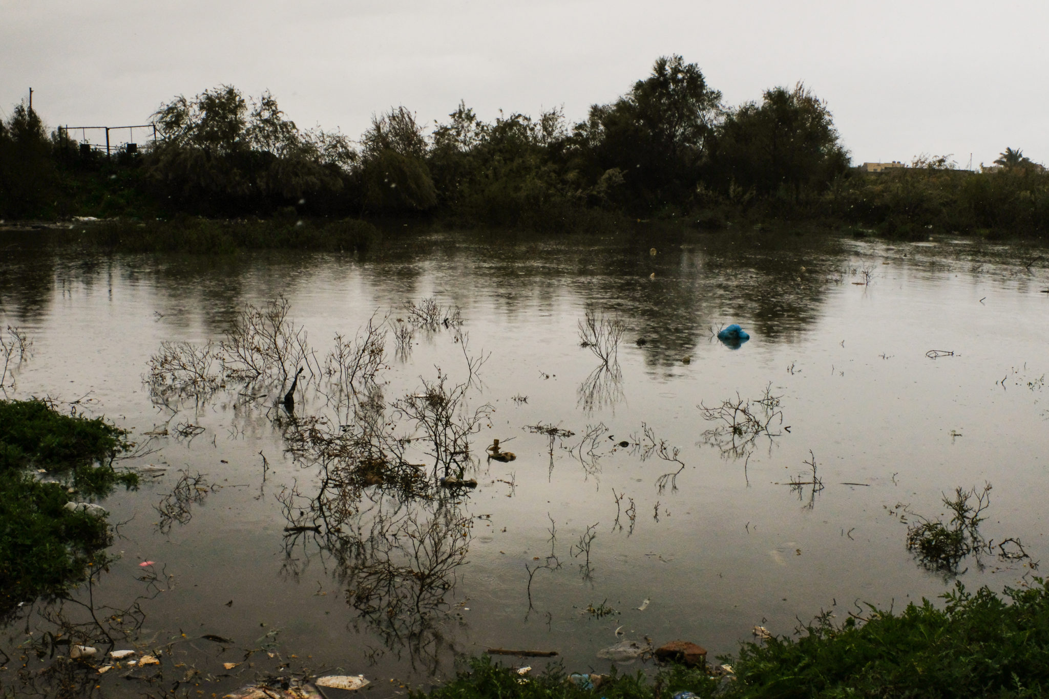 Gaza’s Only Wetlands: Breathtaking Images from the Gaza Valley ...