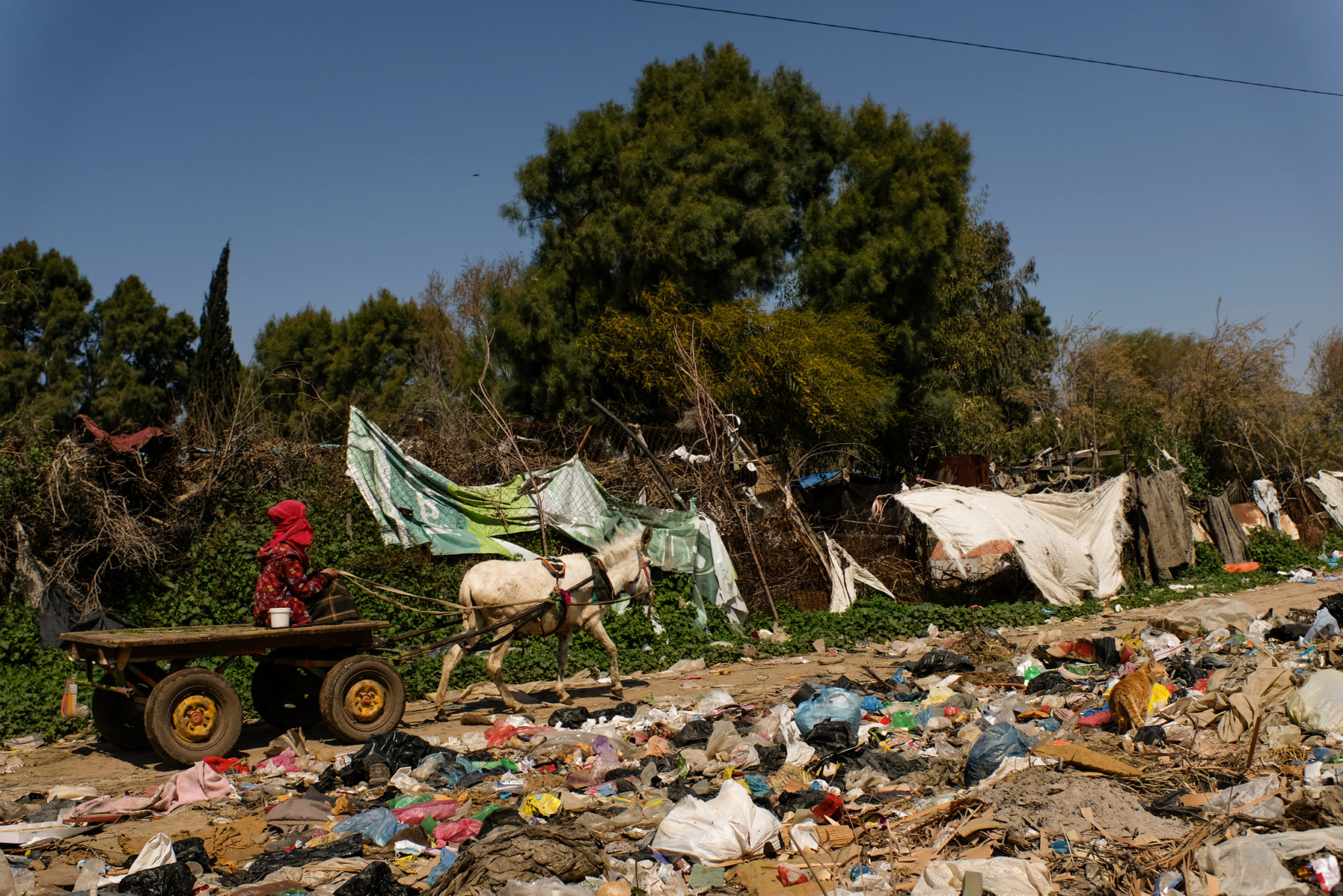 Gaza’s Only Wetlands: Breathtaking Images from the Gaza Valley ...