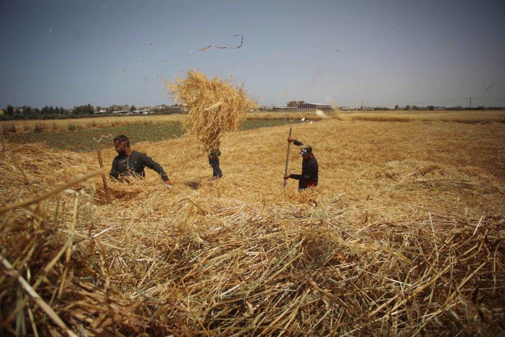 In Photos: Palestine’s Annual Wheat Harvest - Palestine Chronicle
