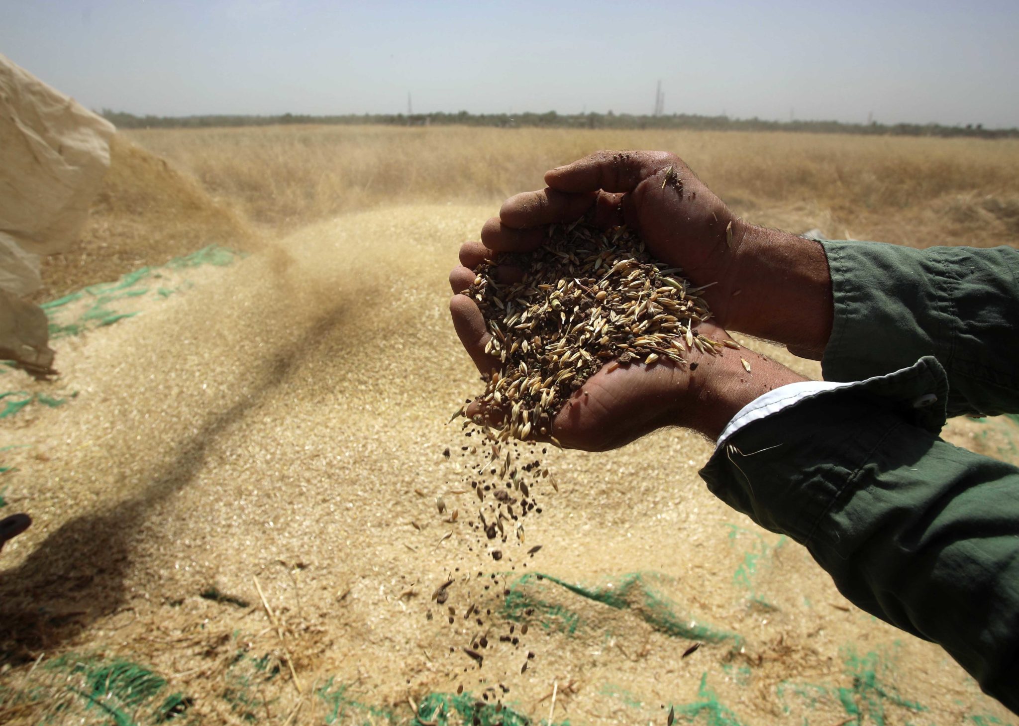 In Photos: Palestine’s Annual Wheat Harvest - Palestine Chronicle