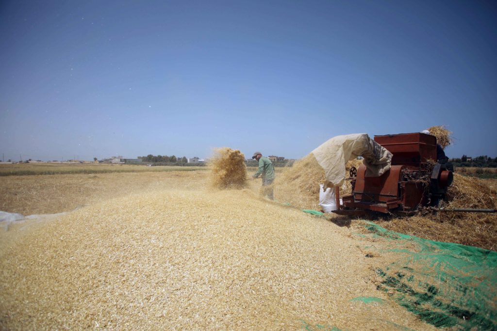 In Photos: Palestine’s Annual Wheat Harvest - Palestine Chronicle