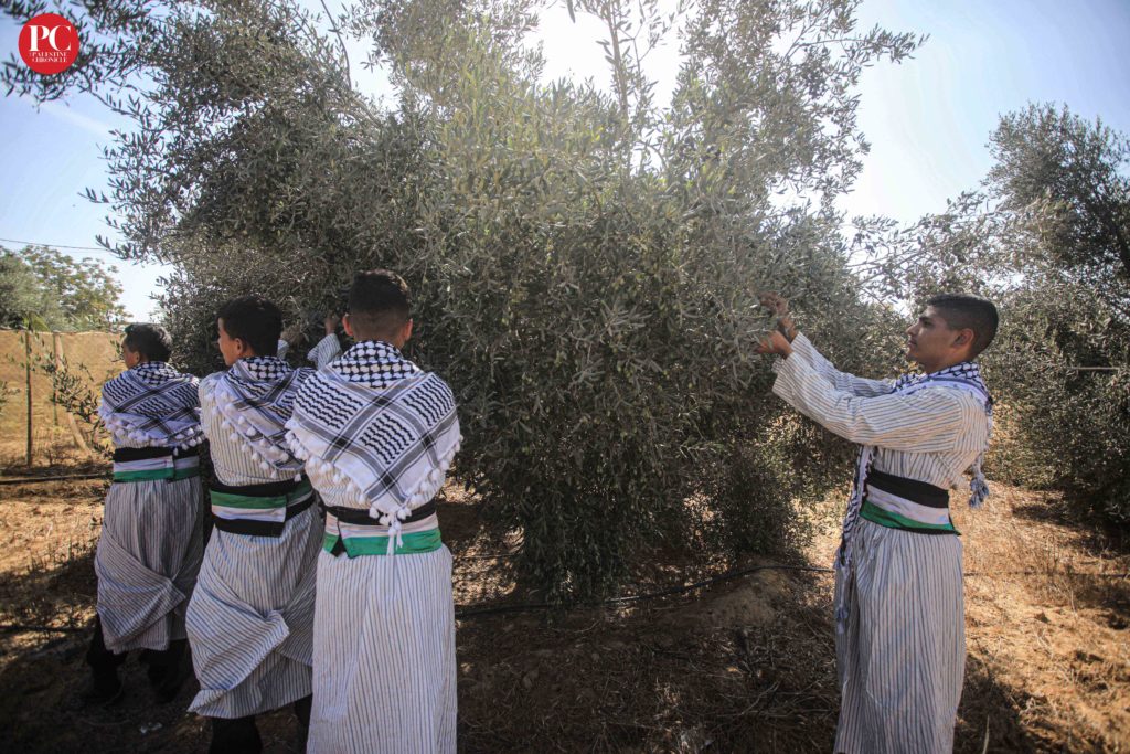 Olive Harvest Season in Palestine Begins amid Songs and Dance (PHOTOS ...