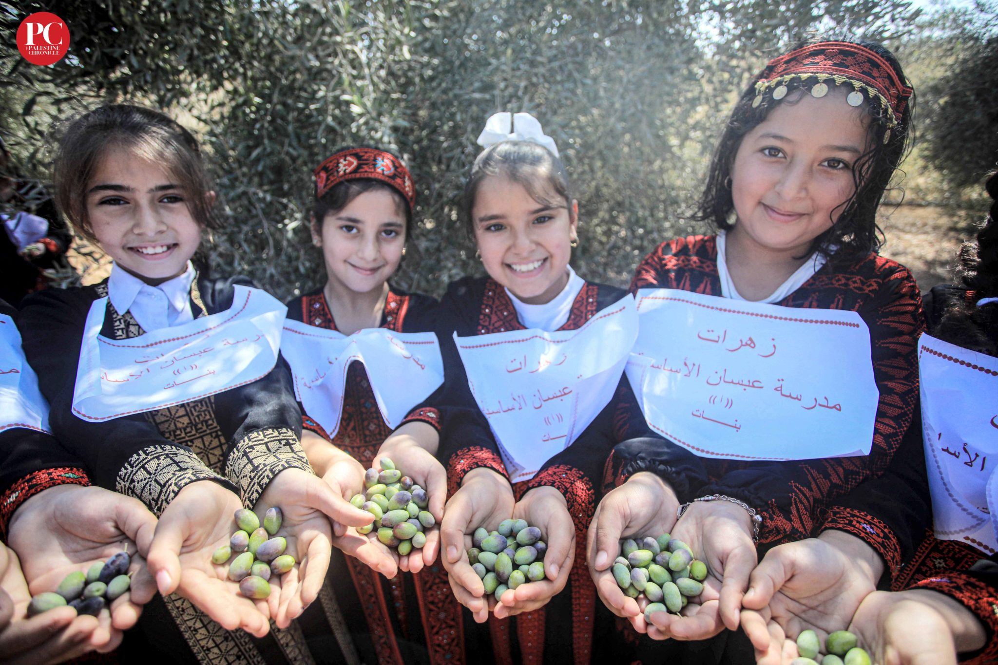 Olive Harvest Season in Palestine Begins amid Songs and Dance (PHOTOS ...