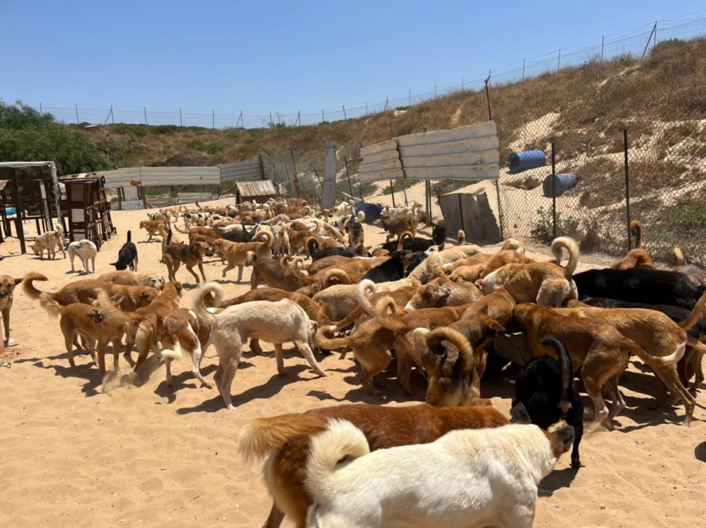 Animals are Victims of Israeli Wars, Too - Palestine Chronicle