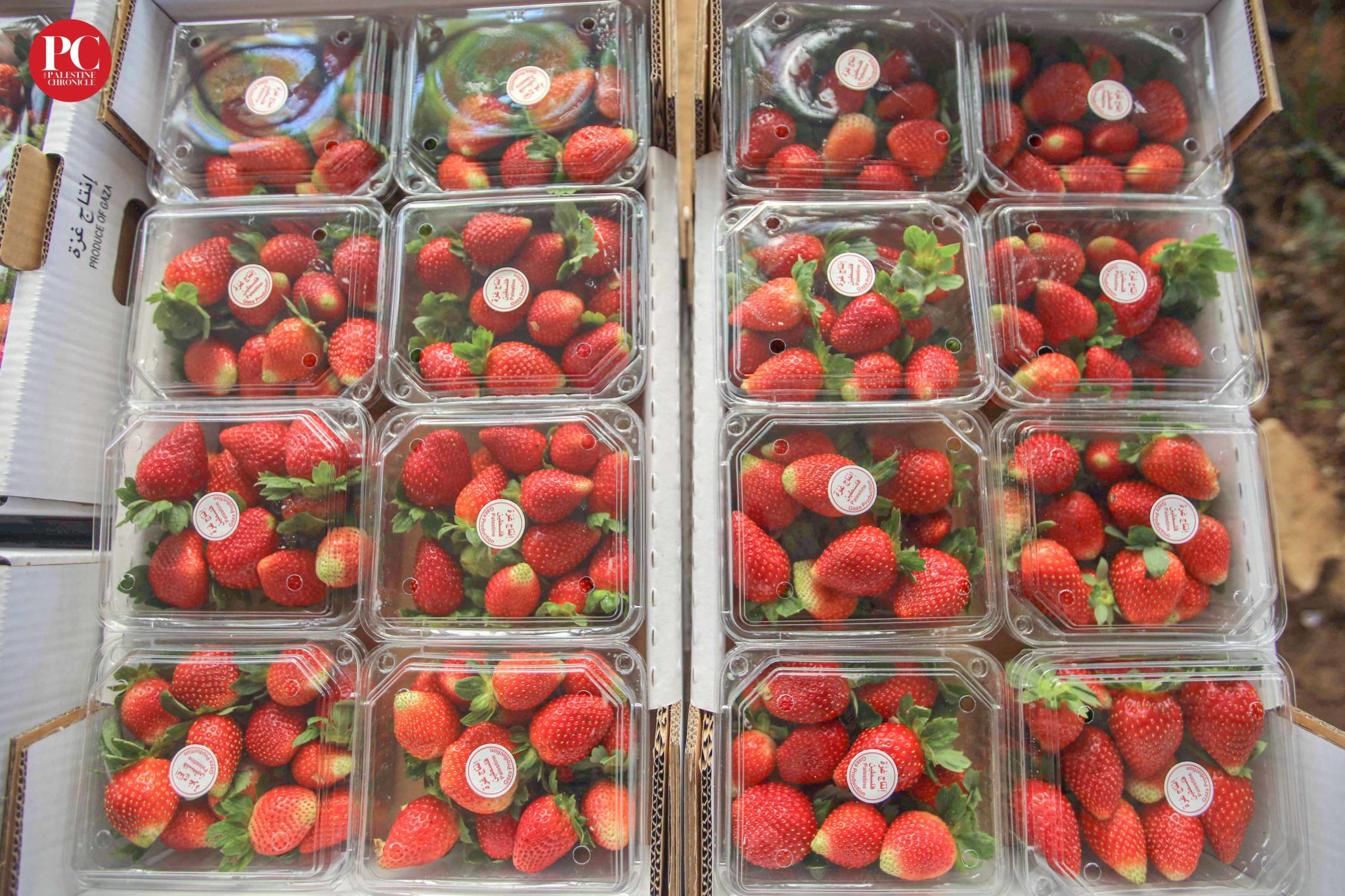Gaza’s Strawberry Farmers Hope for a Better Season (PHOTOS) - Palestine ...