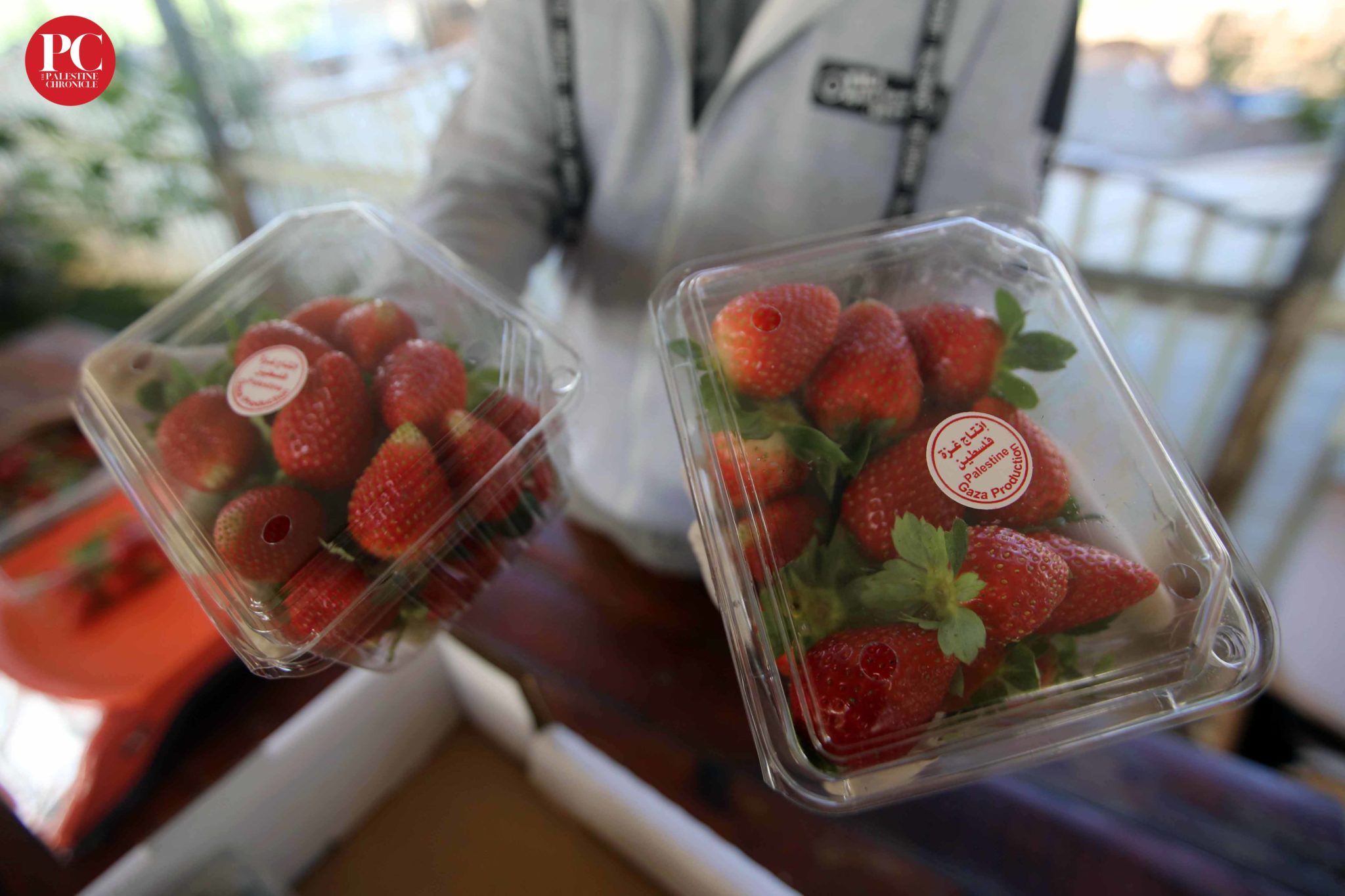 Gaza’s Strawberry Farmers Hope for a Better Season (PHOTOS) - Palestine ...