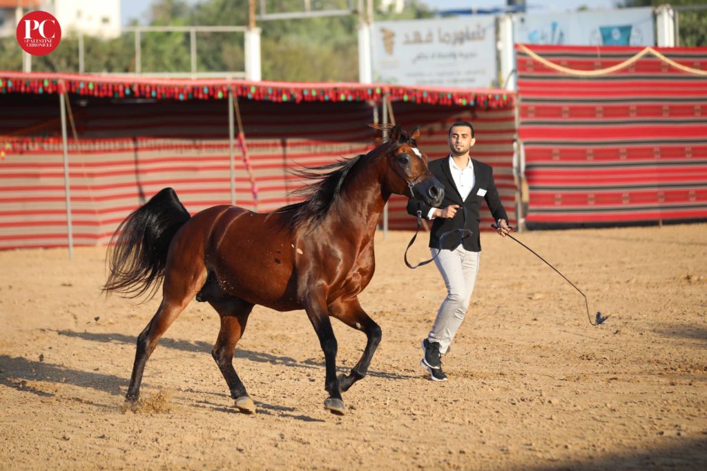 The Most Beautiful Arabian Horses are Palestinian (PHOTOS) - Palestine ...
