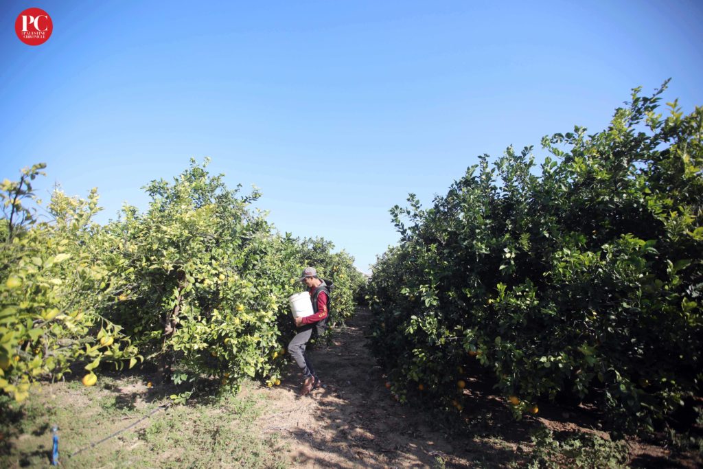 ‘The Land of Sad Oranges’: Gaza Farmers Harvest Their Crops (PHOTOS ...