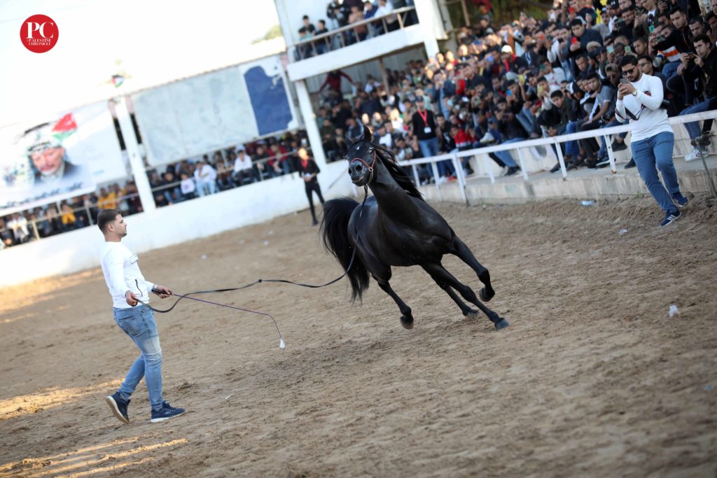 The Most Beautiful Arabian Horses are Palestinian (PHOTOS) - Palestine ...