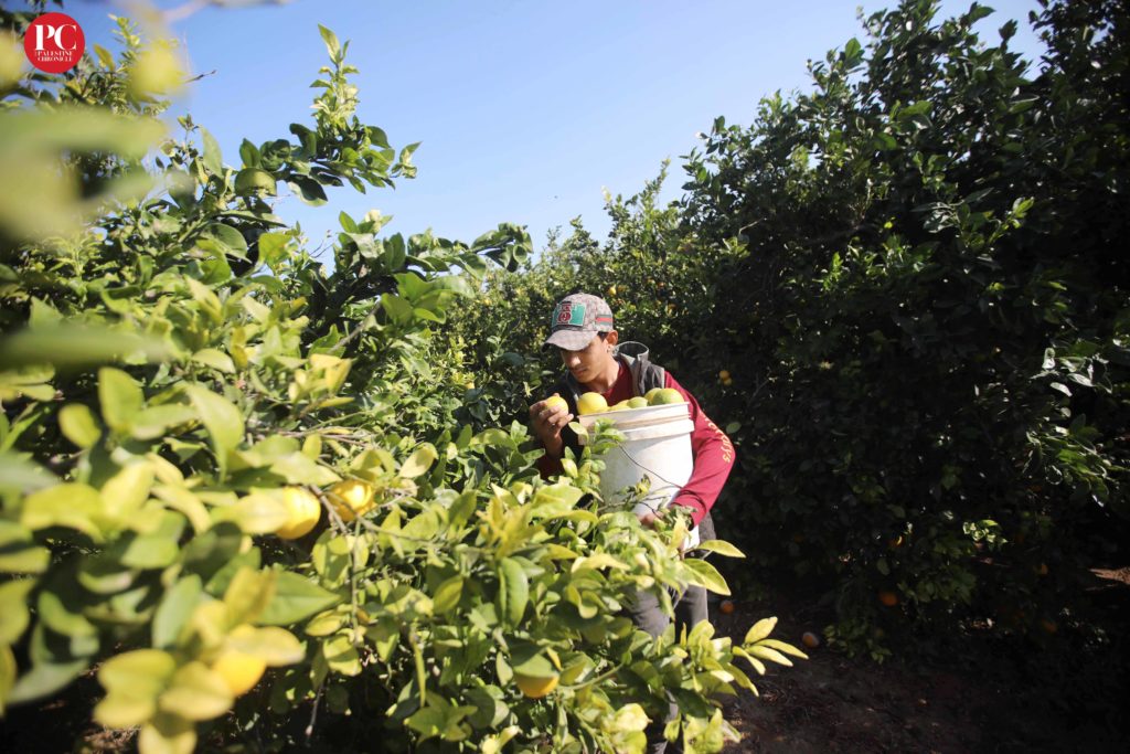 ‘The Land of Sad Oranges’: Gaza Farmers Harvest Their Crops (PHOTOS ...