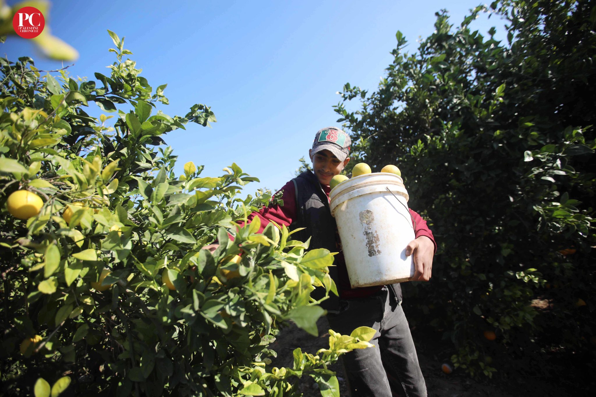 ‘The Land of Sad Oranges’: Gaza Farmers Harvest Their Crops (PHOTOS ...