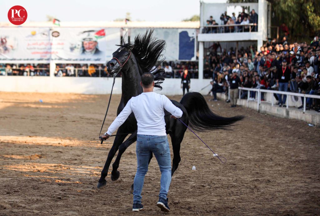 The Most Beautiful Arabian Horses are Palestinian (PHOTOS) - Palestine ...