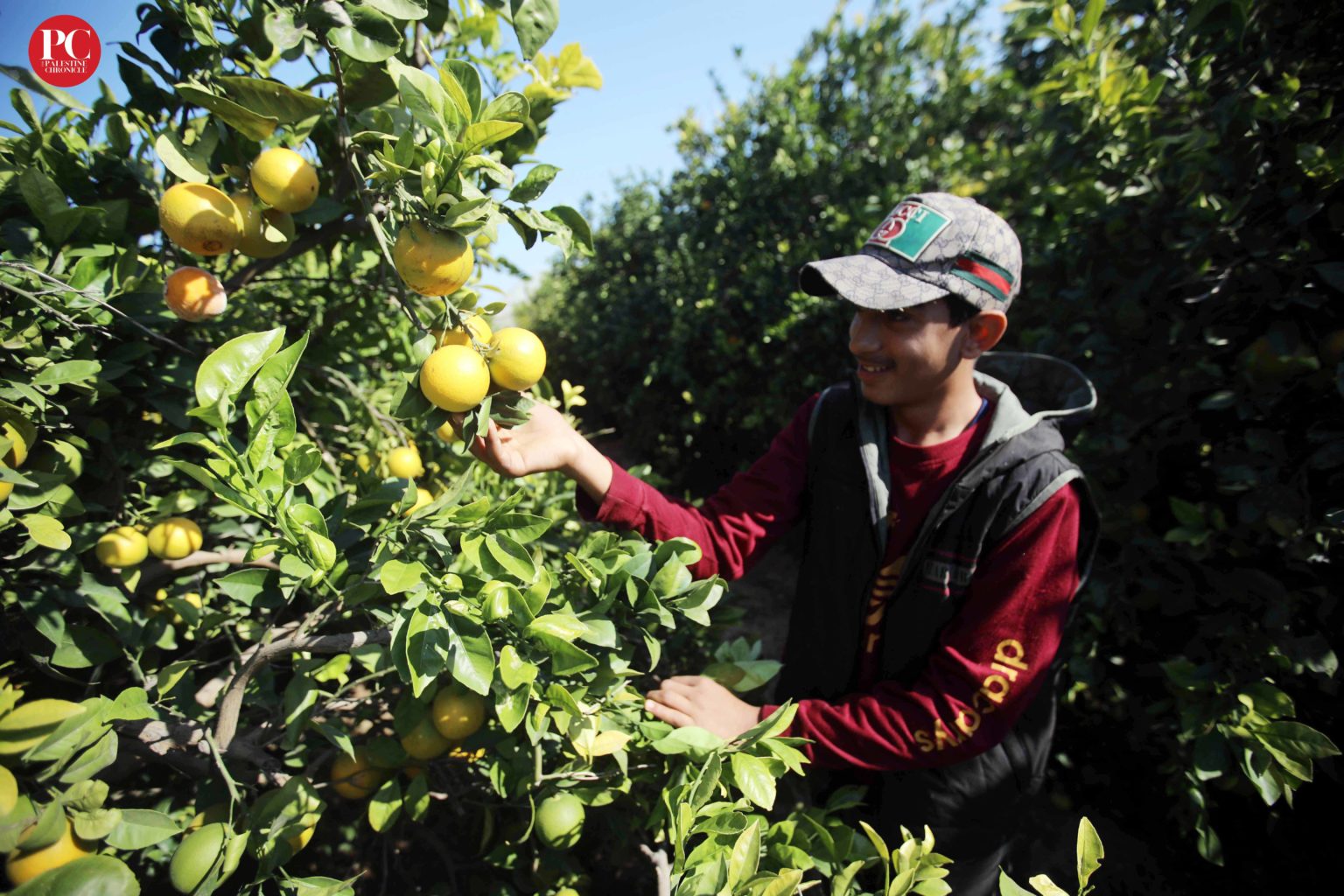 ‘The Land of Sad Oranges’: Gaza Farmers Harvest Their Crops (PHOTOS ...