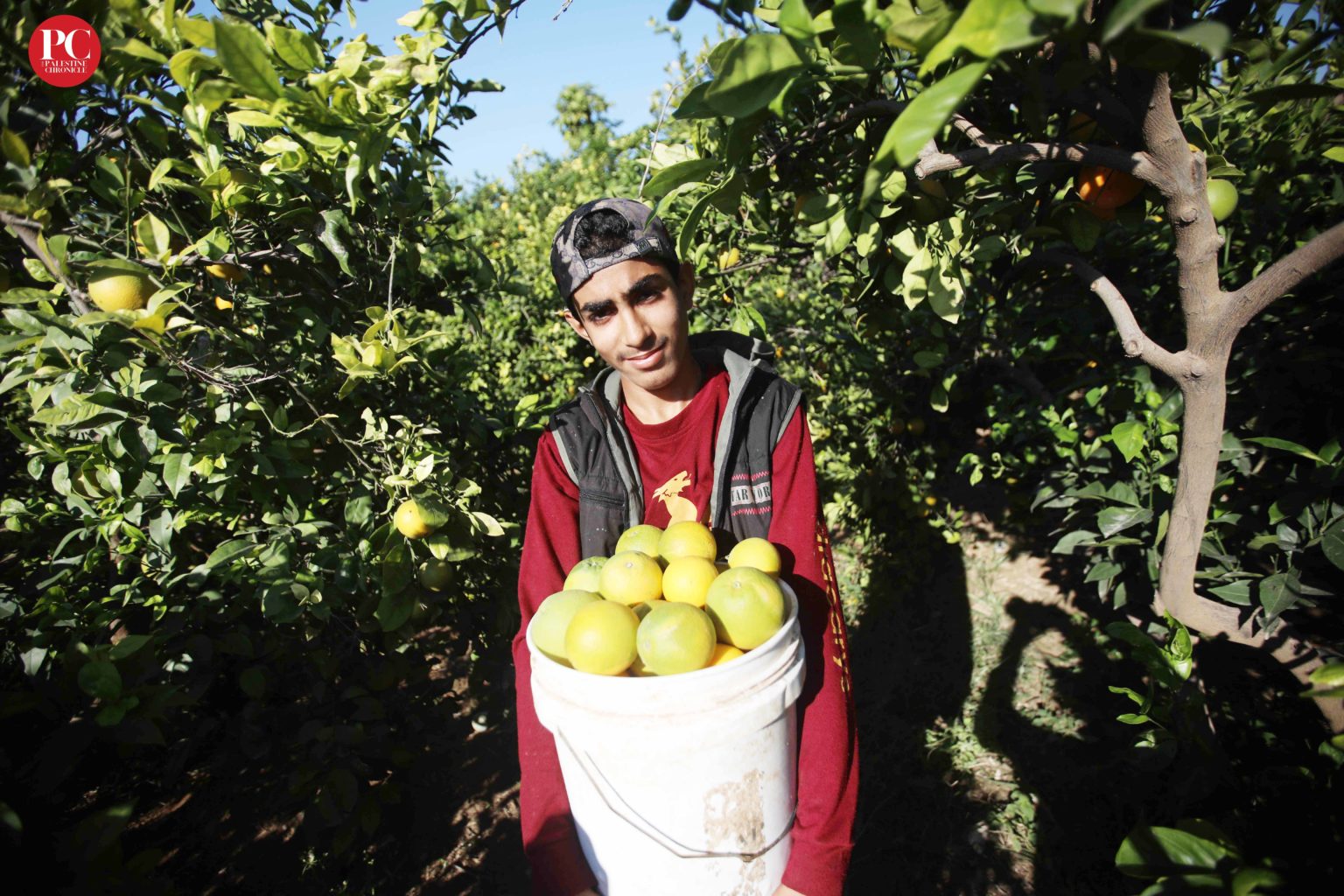 ‘The Land of Sad Oranges’: Gaza Farmers Harvest Their Crops (PHOTOS ...