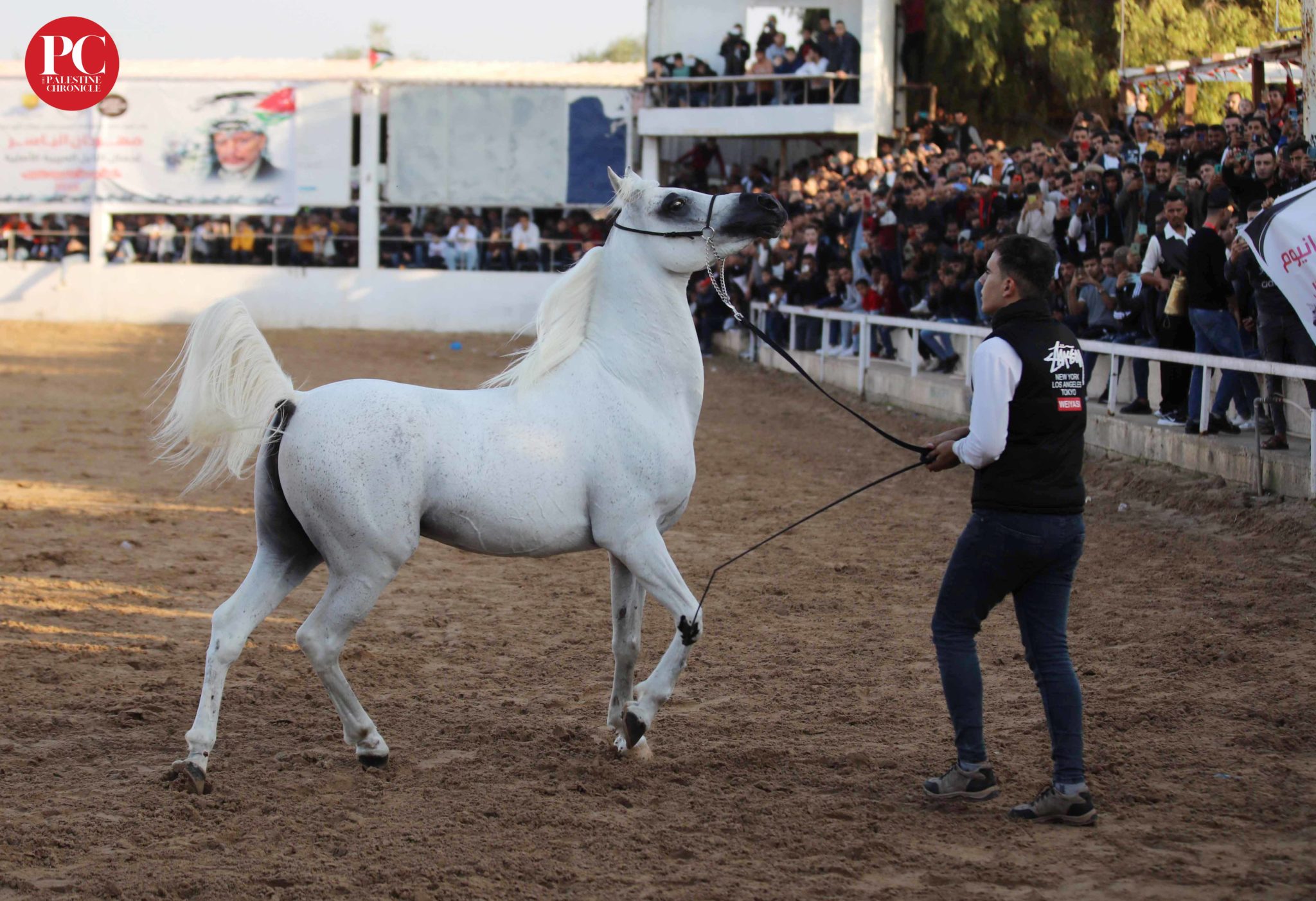 The Most Beautiful Arabian Horses are Palestinian (PHOTOS) - Palestine ...