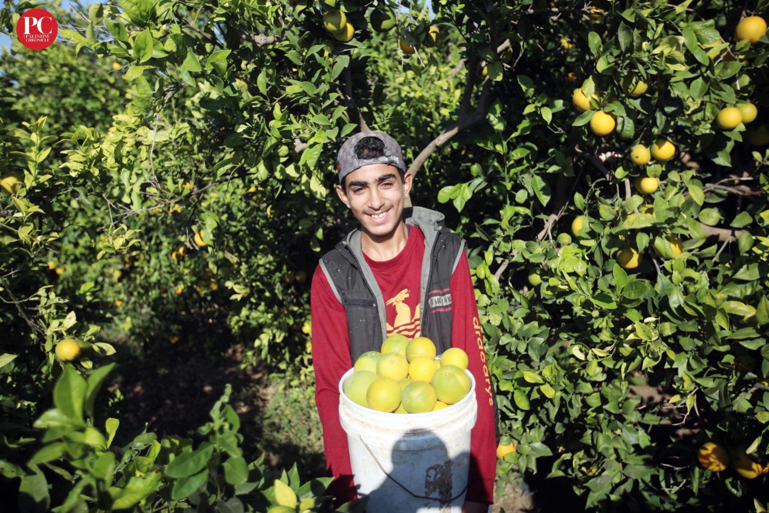 ‘The Land of Sad Oranges’: Gaza Farmers Harvest Their Crops (PHOTOS ...