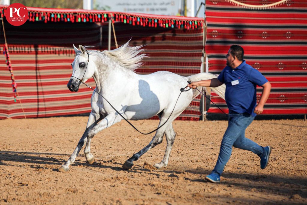 The Most Beautiful Arabian Horses are Palestinian (PHOTOS) - Palestine ...