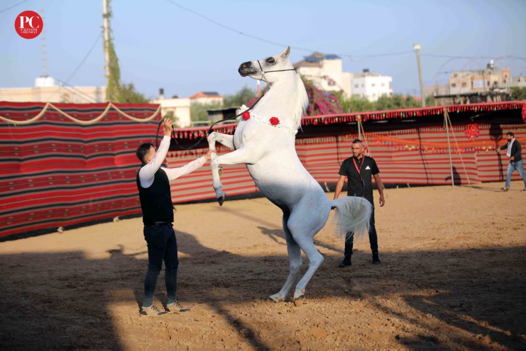 The Most Beautiful Arabian Horses are Palestinian (PHOTOS) - Palestine ...