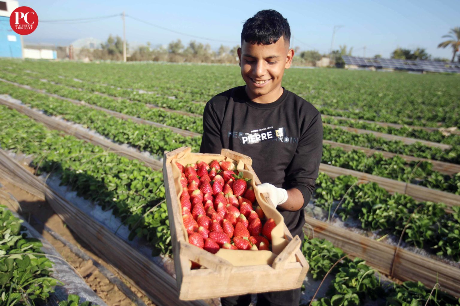 Gaza’s Strawberry Farmers Hope for a Better Season (PHOTOS) - Palestine ...