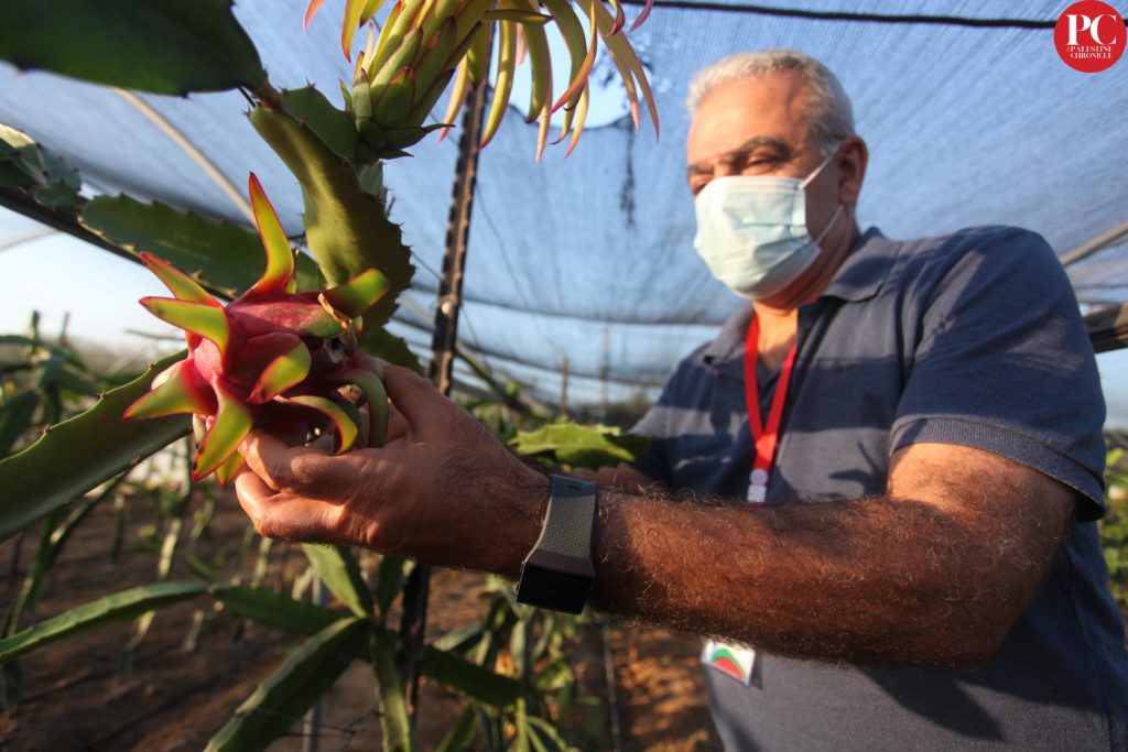 A Palestinian Engineer-Turned-Farmer Excels in Innovative Agriculture ...