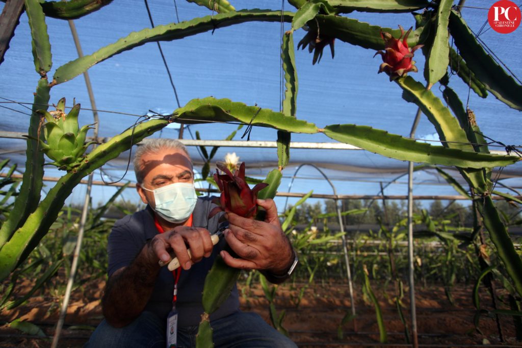 A Palestinian Engineer-Turned-Farmer Excels in Innovative Agriculture ...