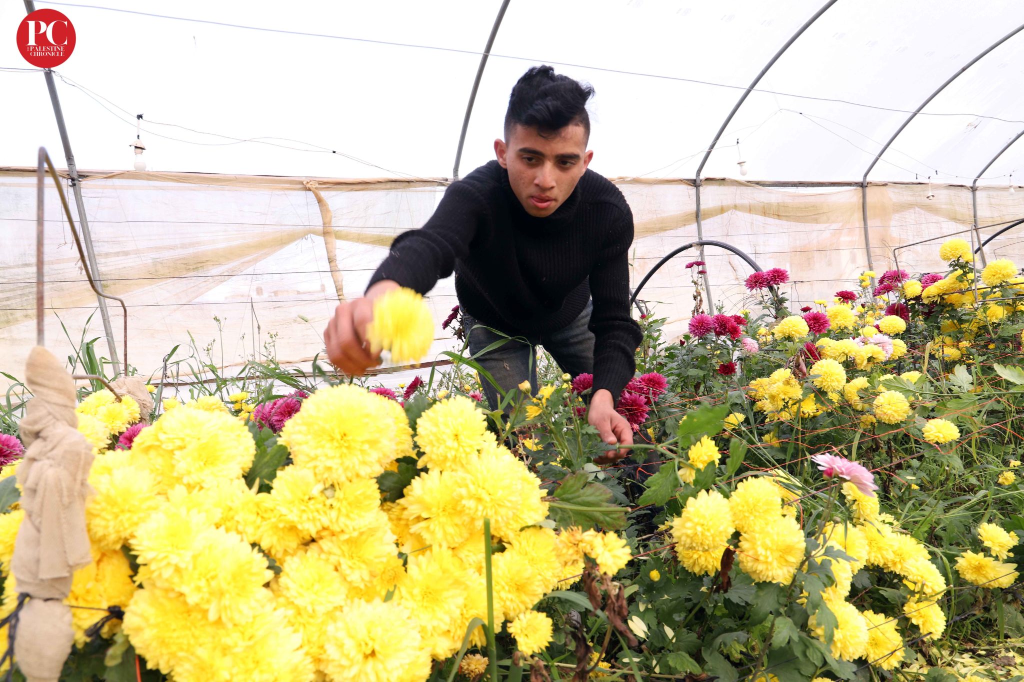 Happy Valentine's Day: From Gaza with Love (PHOTOS) - Palestine Chronicle