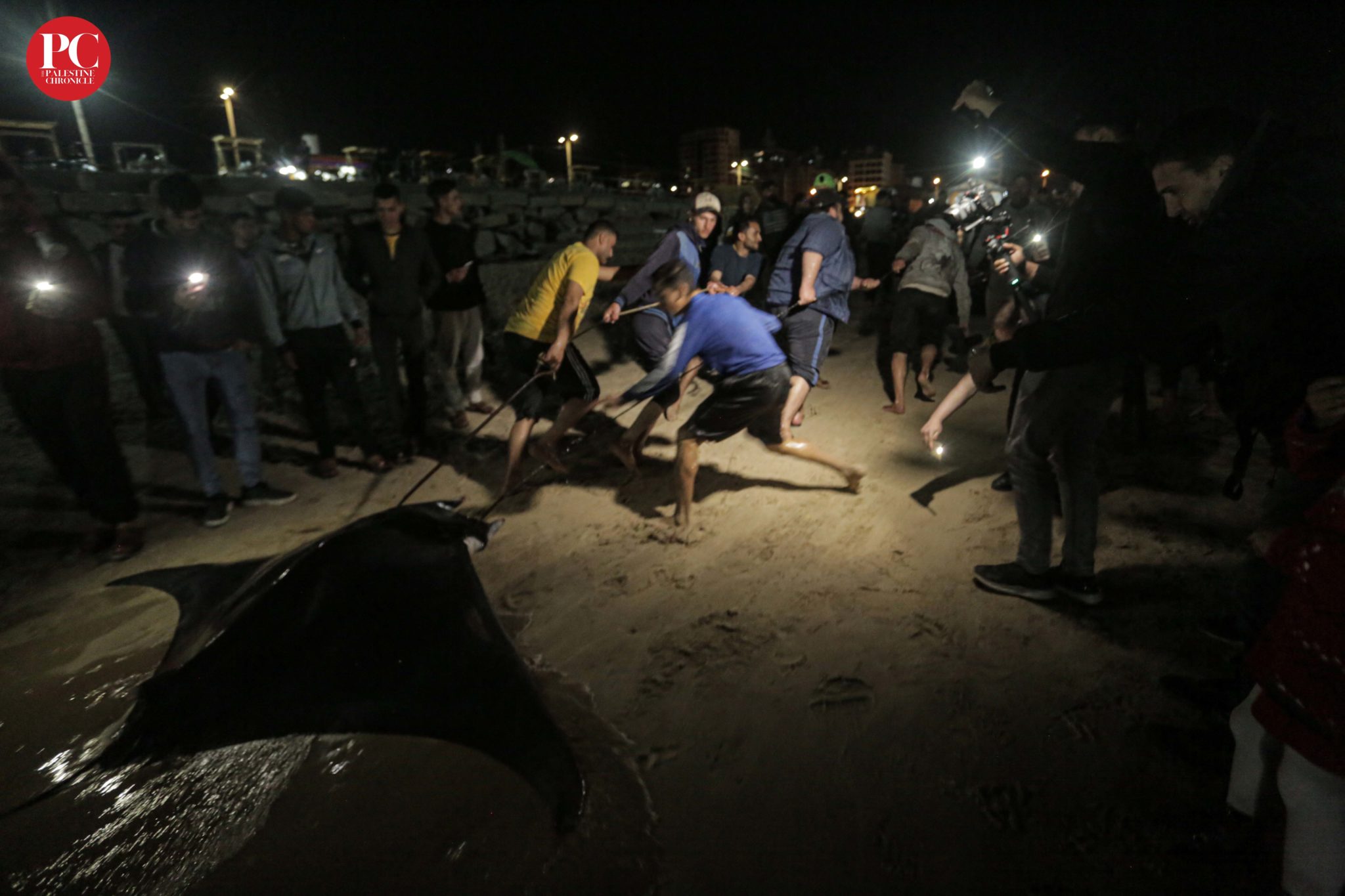 Incredible Photos of Bat Rays Fishing in Gaza - Palestine Chronicle