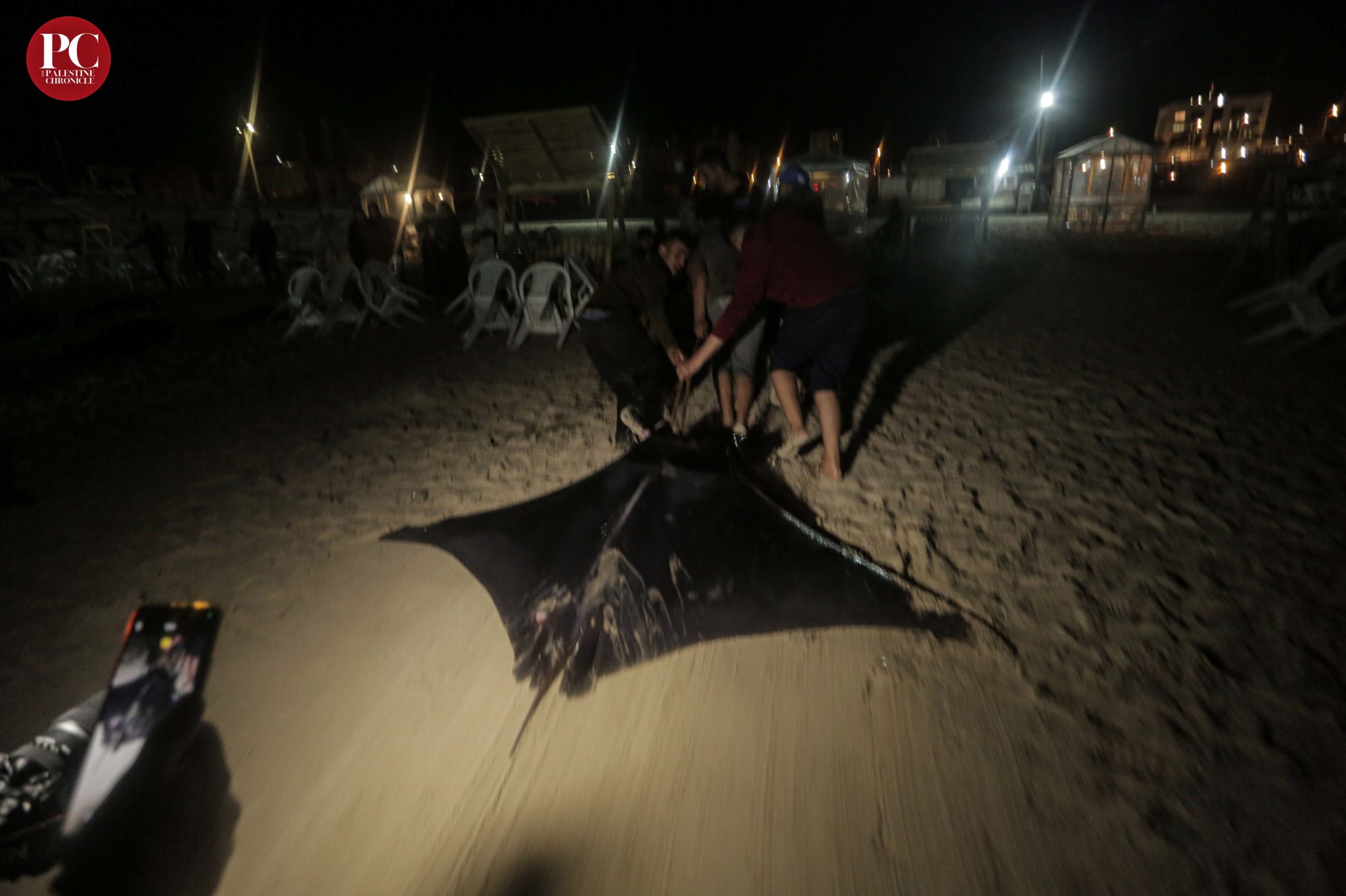 Incredible Photos of Bat Rays Fishing in Gaza - Palestine Chronicle