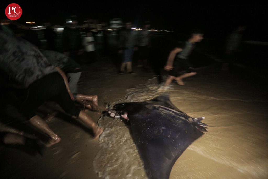Incredible Photos of Bat Rays Fishing in Gaza - Palestine Chronicle
