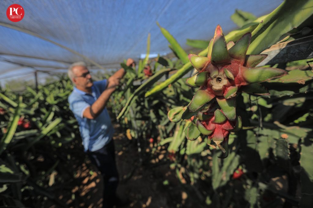 The Dragon Fruit of Gaza: A Dream is Now a Reality (PHOTOS) - Palestine Chronicle