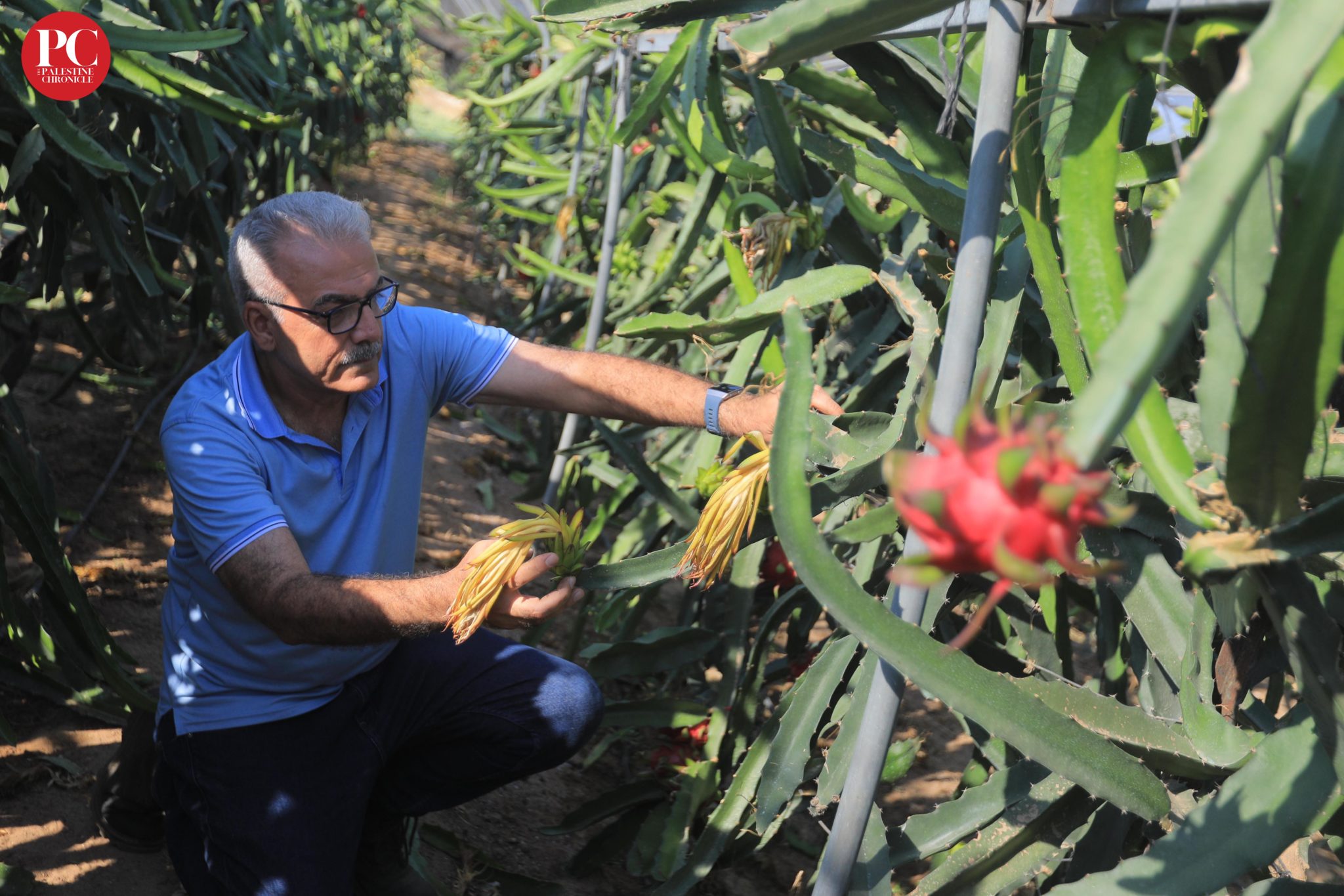 The Dragon Fruit of Gaza: A Dream is Now a Reality (PHOTOS) - Palestine Chronicle
