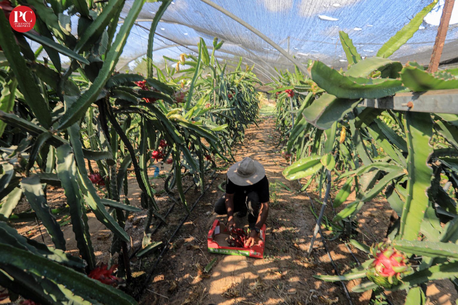 The Dragon Fruit of Gaza: A Dream is Now a Reality (PHOTOS) - Palestine Chronicle