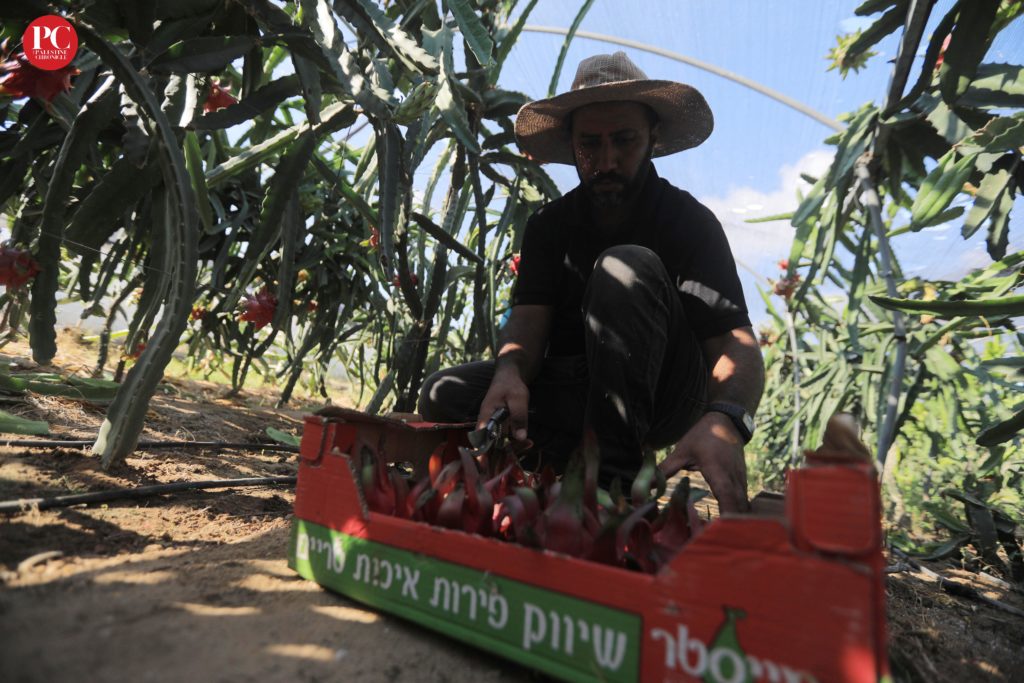 The Dragon Fruit of Gaza: A Dream is Now a Reality (PHOTOS) - Palestine Chronicle